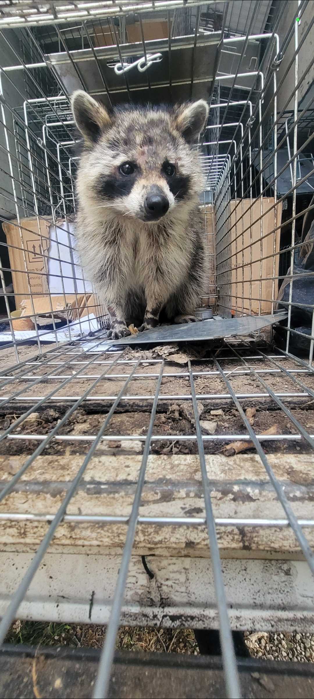 Mole Trapping Charlotte